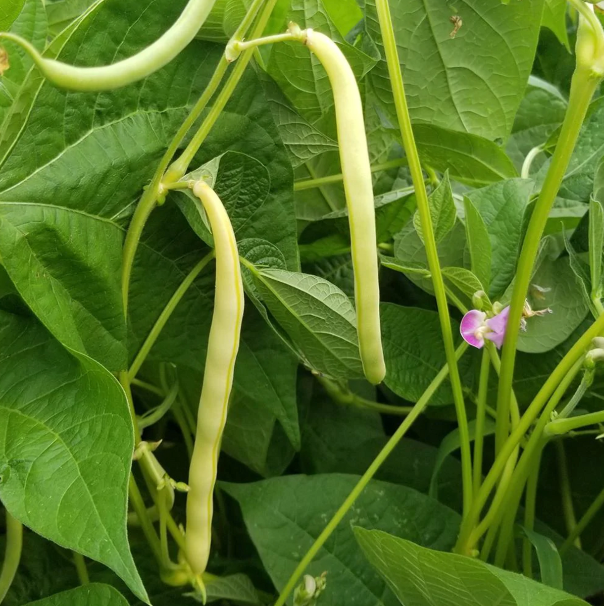Semilla Orgánica de Ejote Amarillo Rodcor – Semillas Orgánicas ISLA